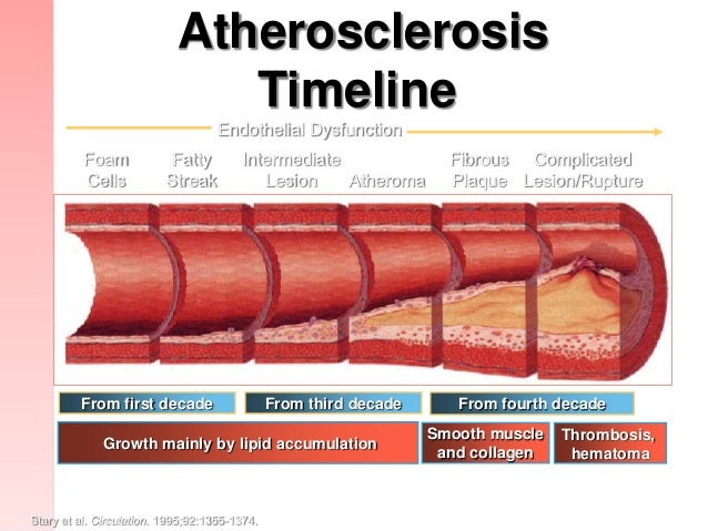 Cardiovascular system