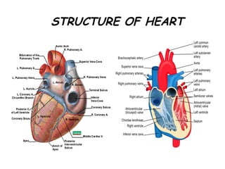 Cardiovascular system ppt | PPT