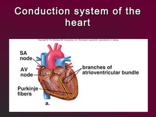 Cardiovascular system | PPT