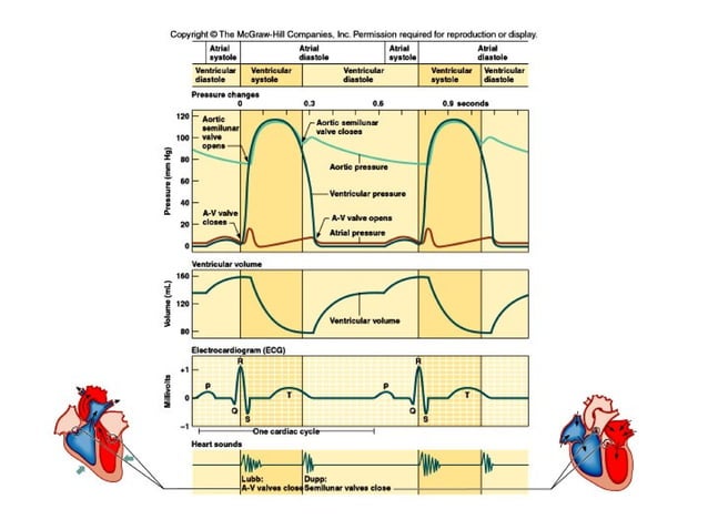 Cardiovascular system ppt | PPT