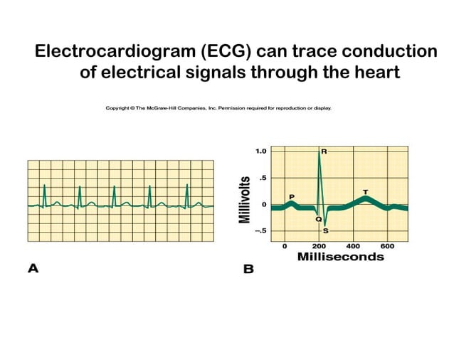 Cardiovascular system ppt | PPT