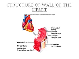 Cardio vascular system | PPT