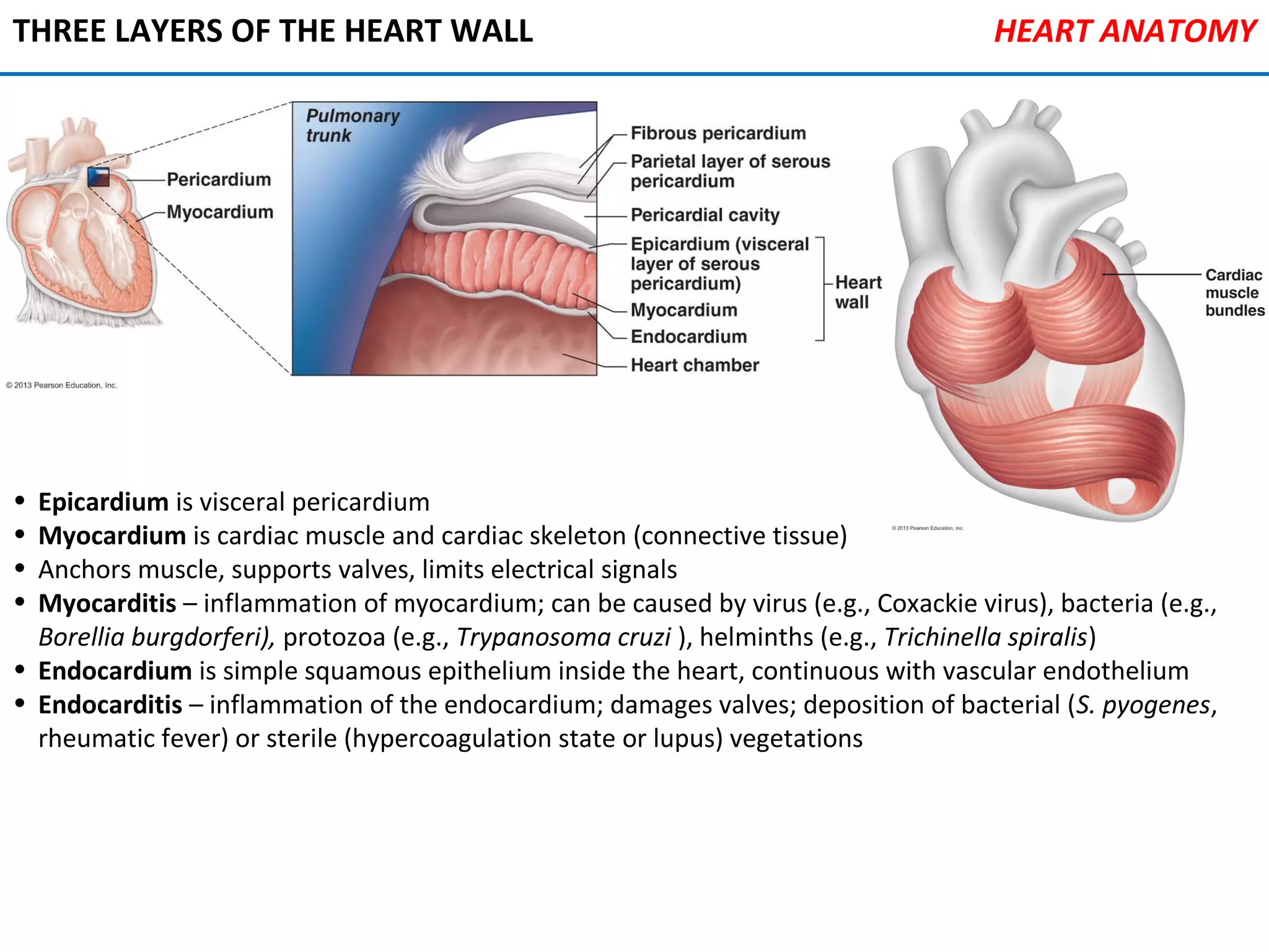 Cardiovascular system | PPT