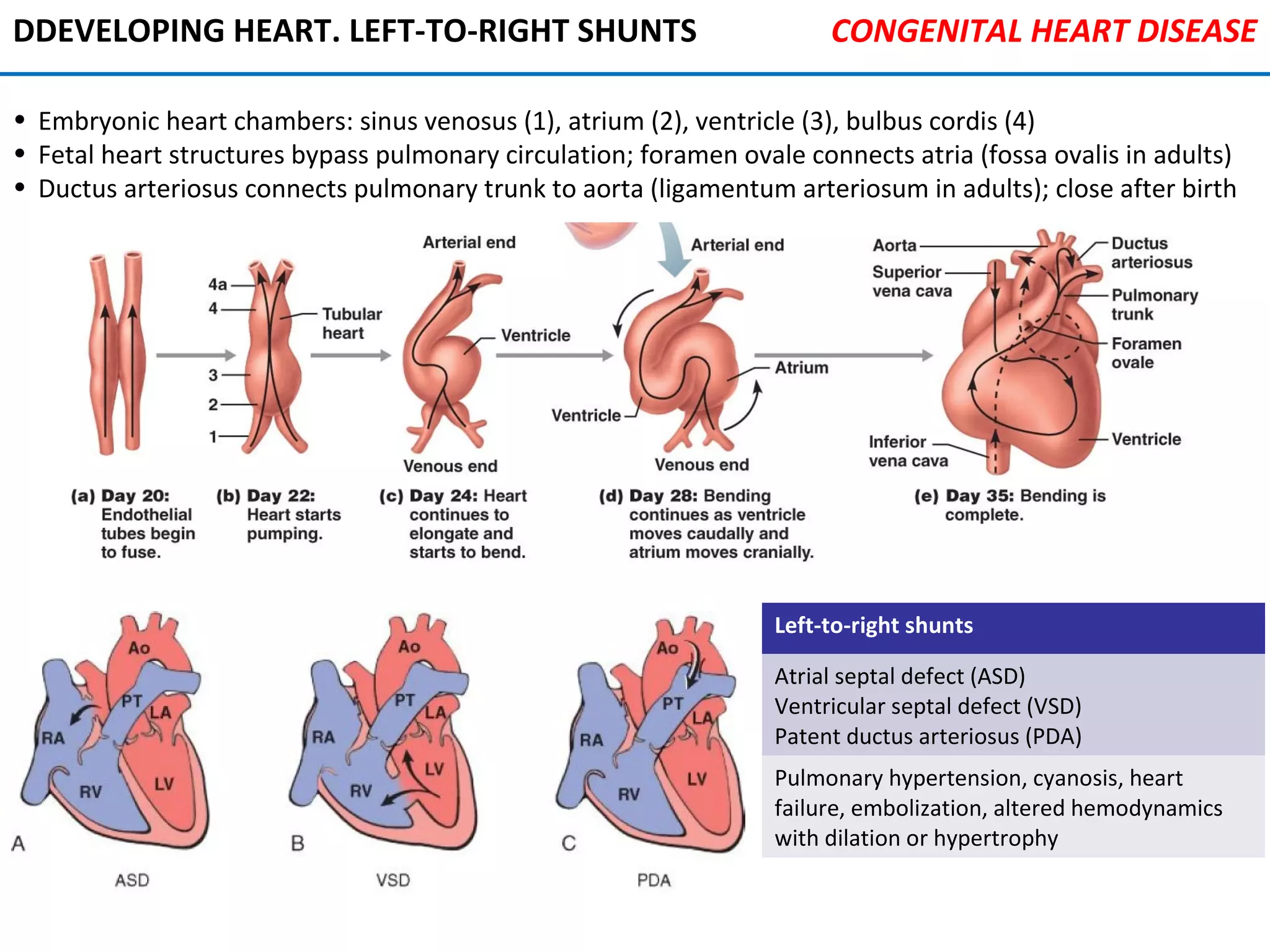 Cardiovascular system | PPT