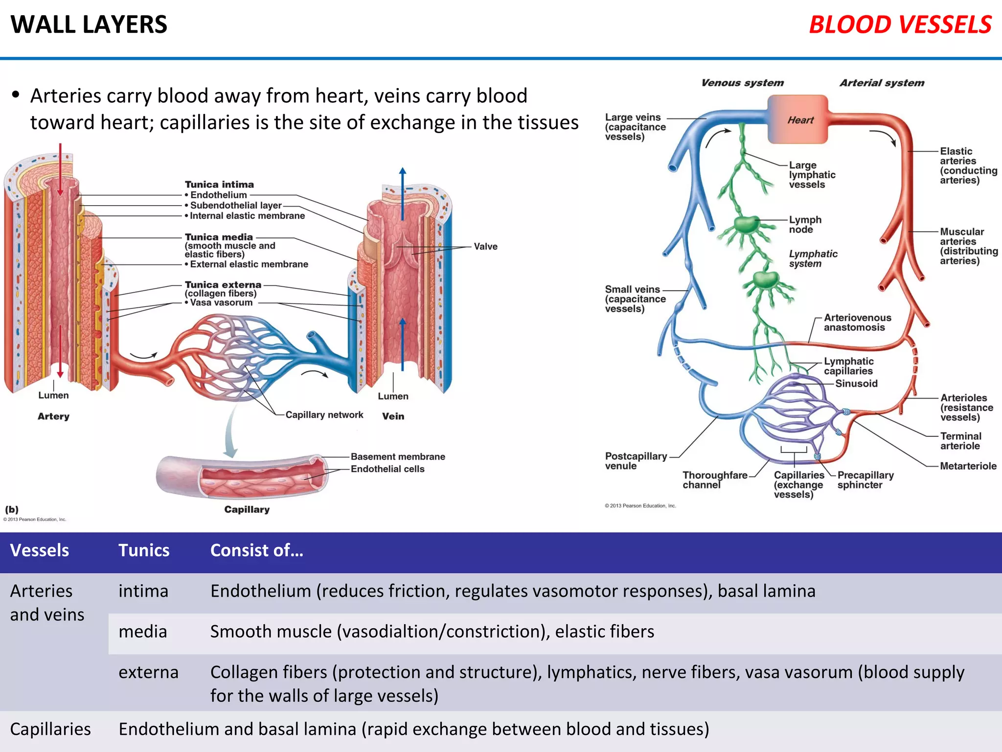 Cardiovascular system | PPT