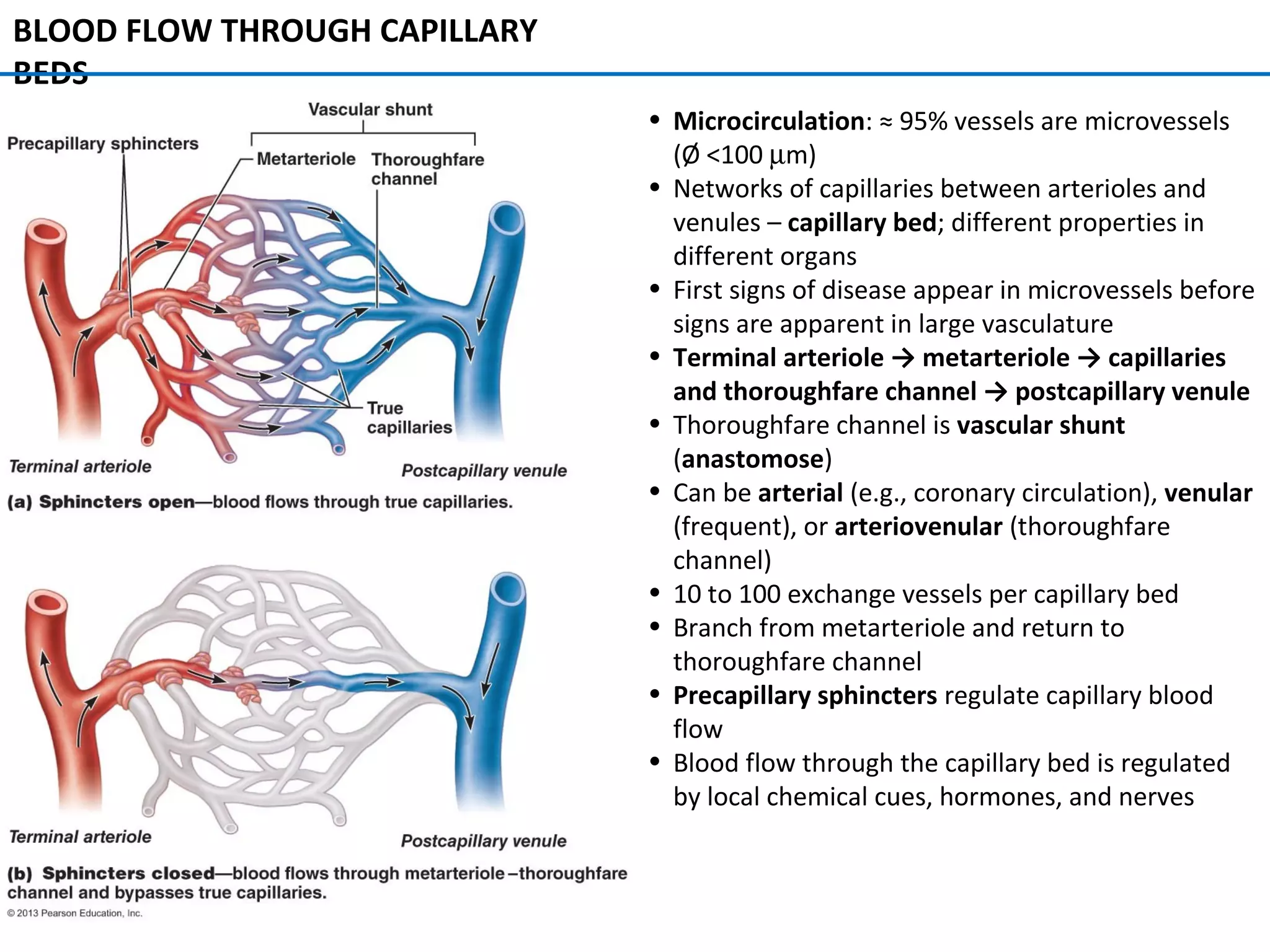 Cardiovascular system | PPT
