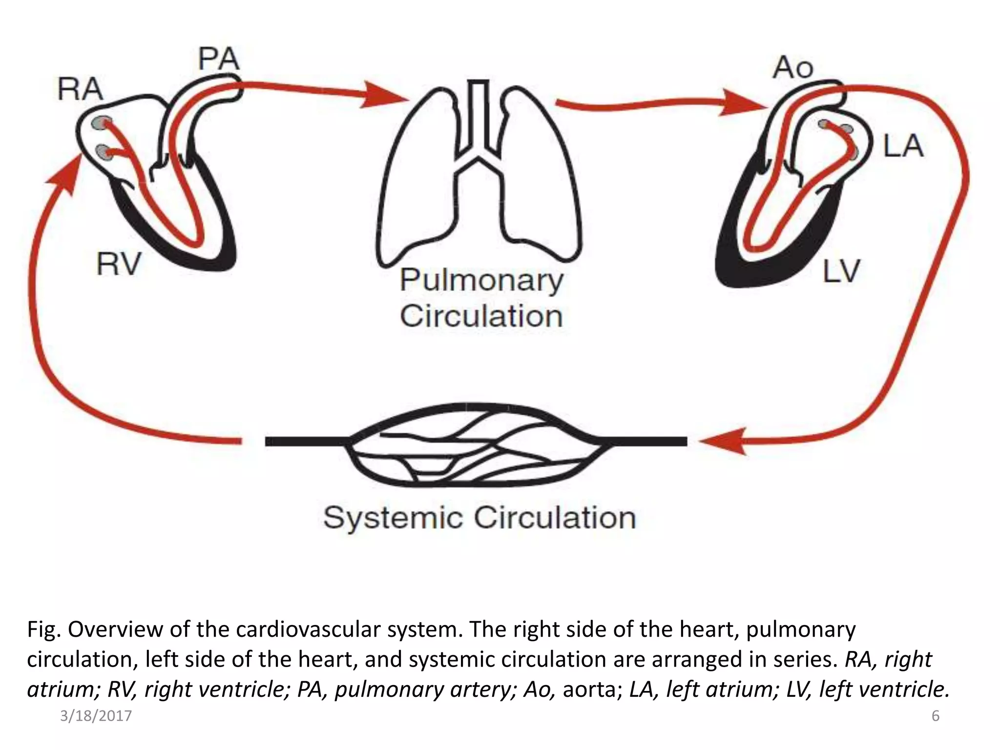 Cardiovascular system | PPTX