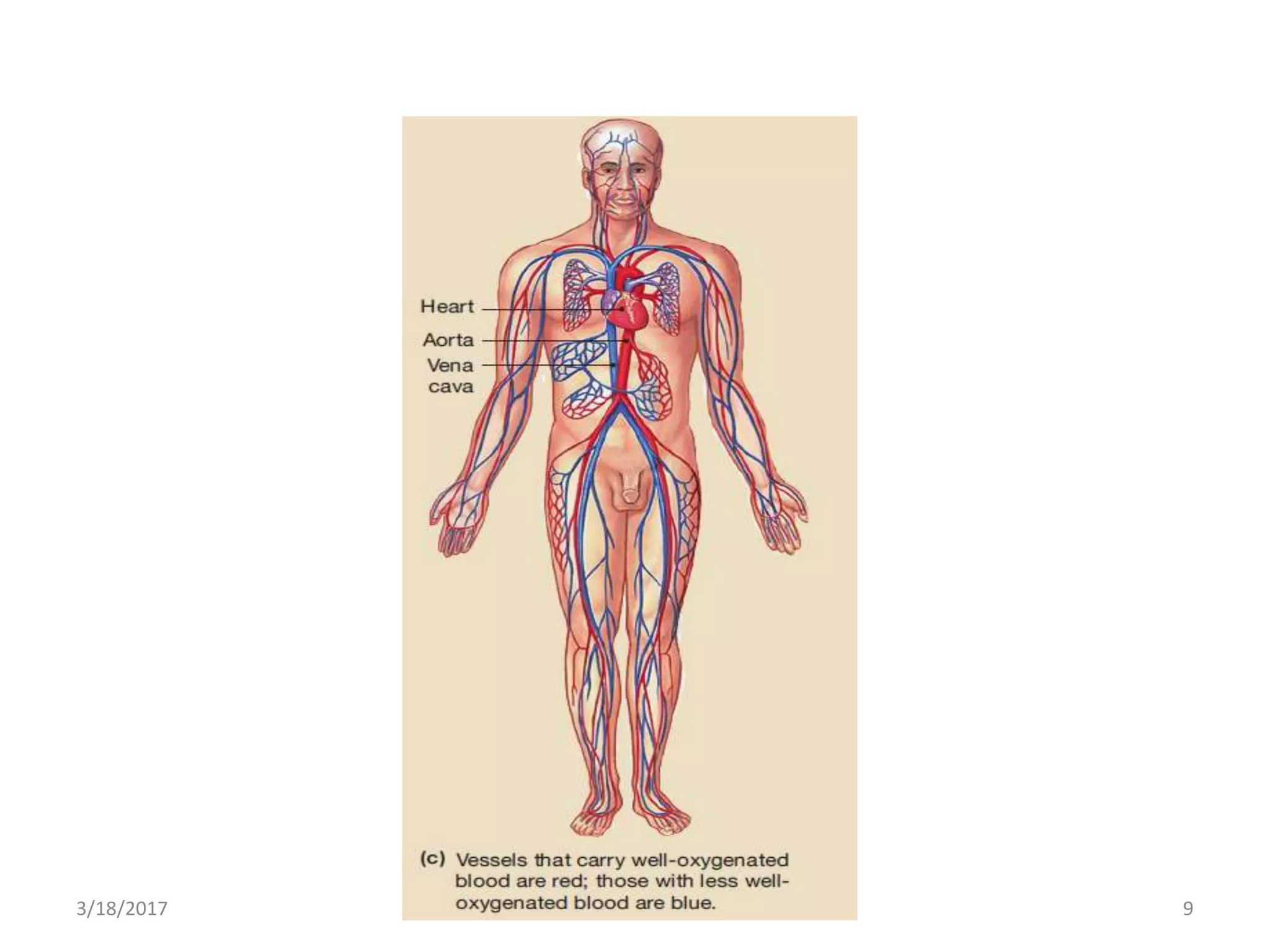 Cardiovascular system | PPTX