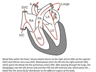 Cardiovascular system | PPTX