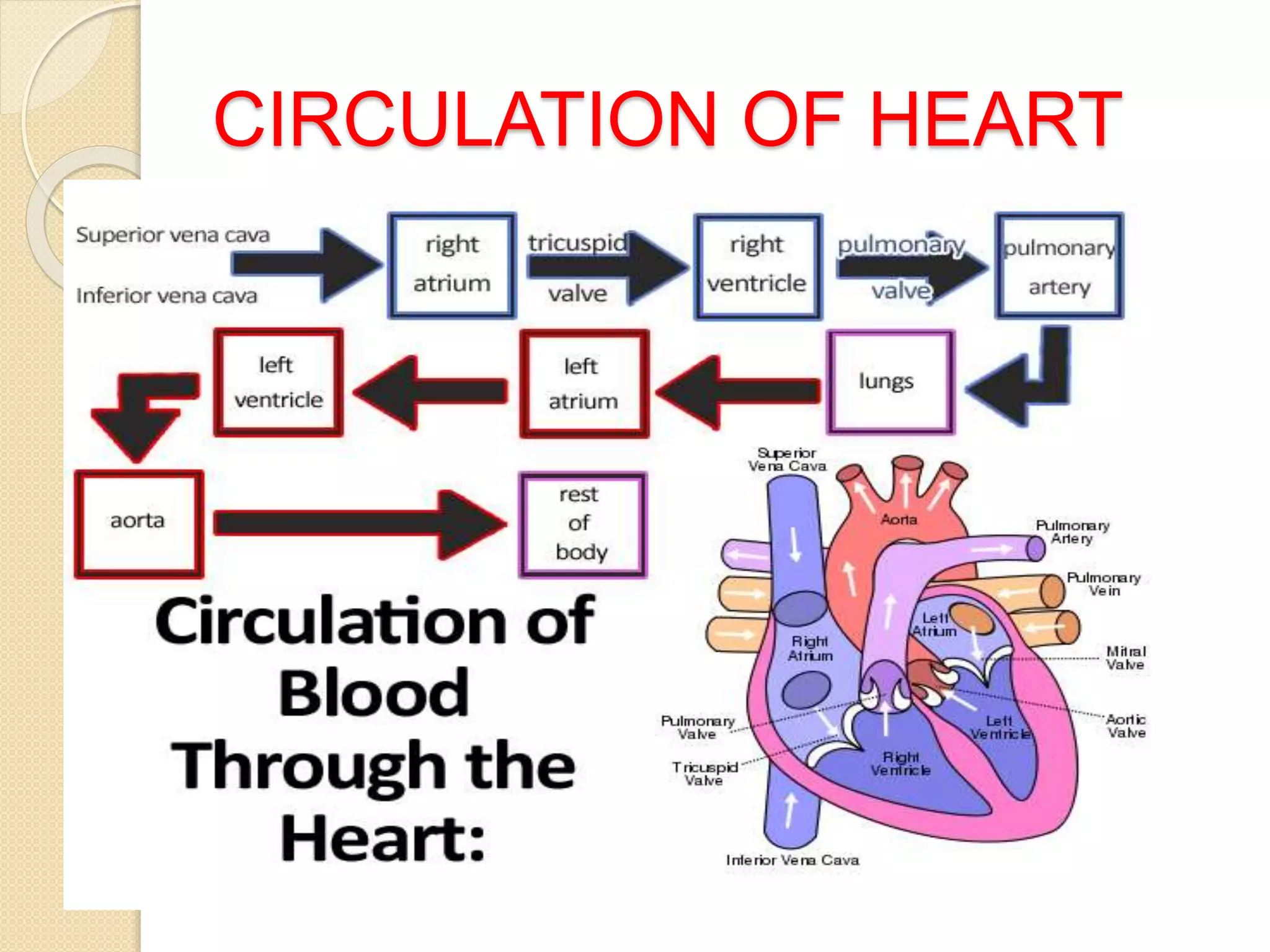 Cardiovascular system-CPT CODING | PPTX