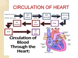 Cardiovascular system-CPT CODING | PPTX