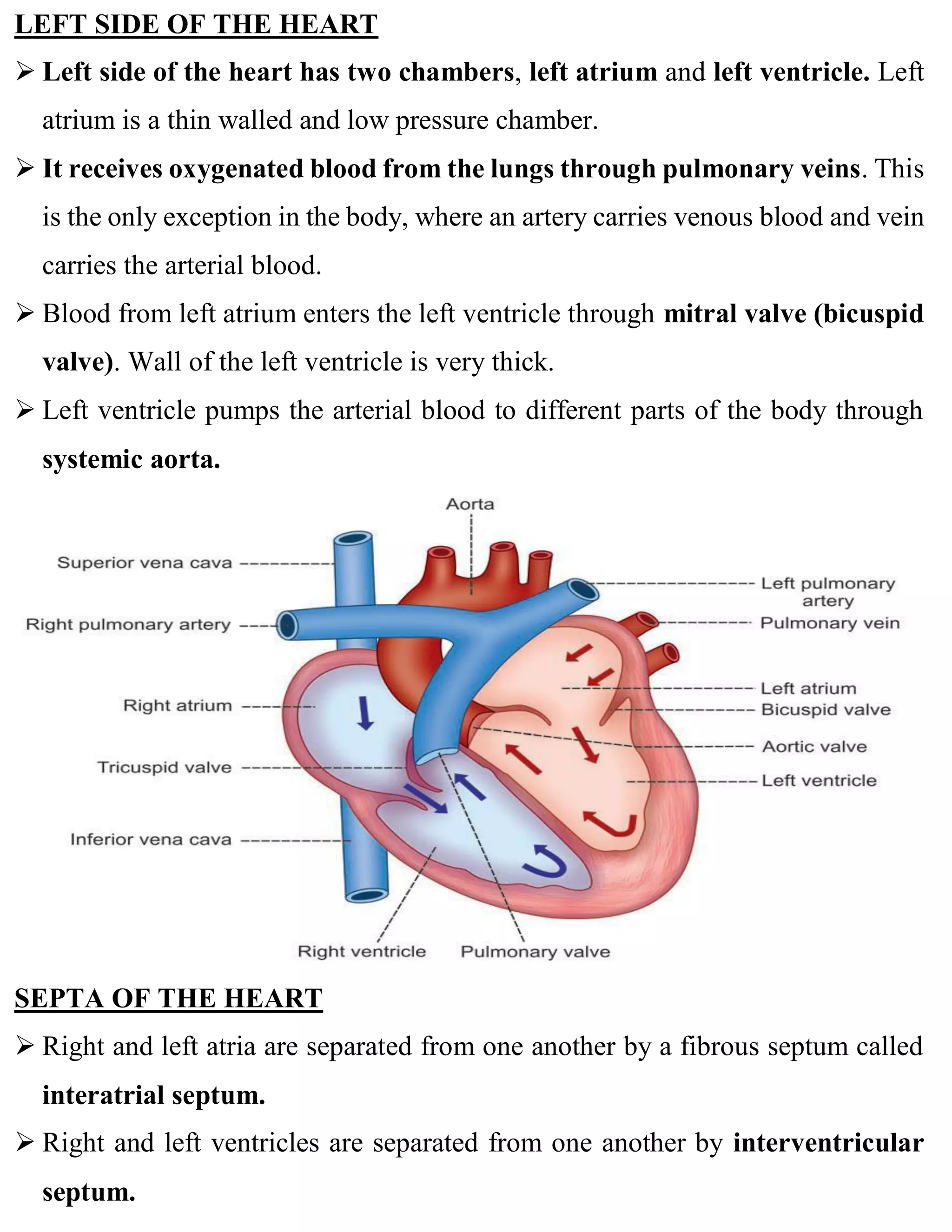 Cardiovascular system | PDF