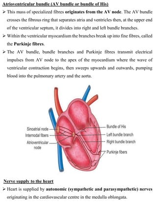 Cardiovascular system | PDF