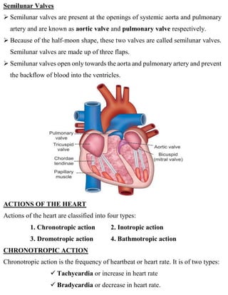 Cardiovascular system | PDF