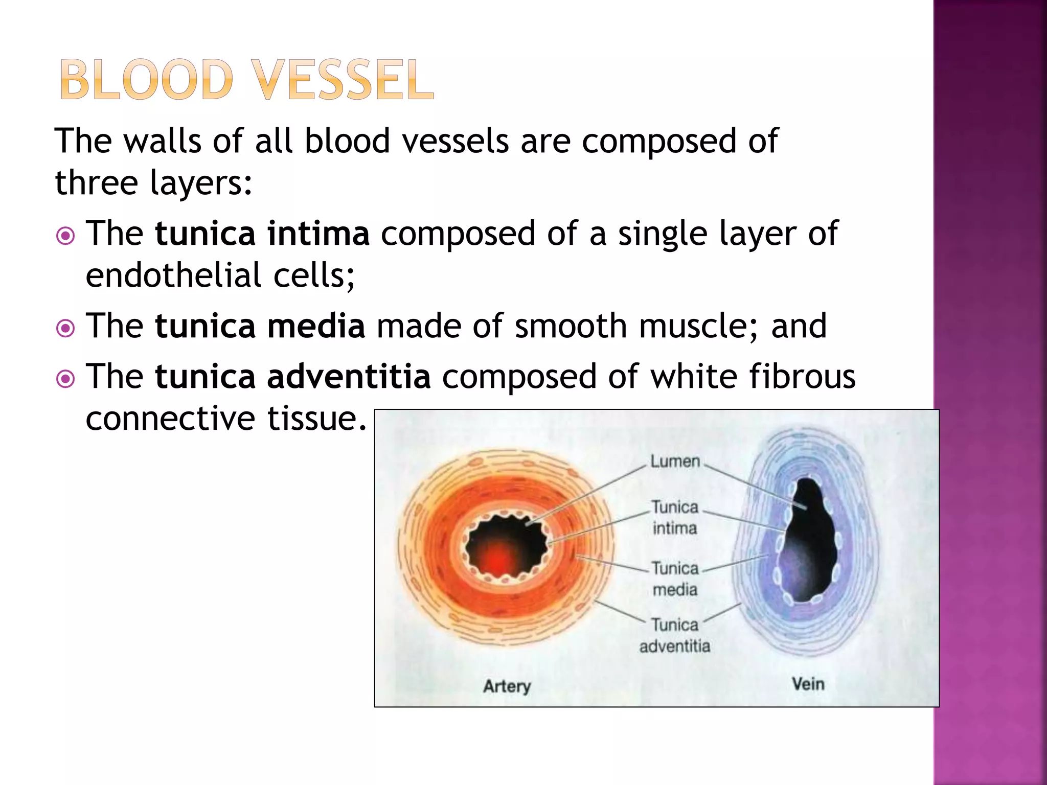 Human Cardiovascular system | PPTX