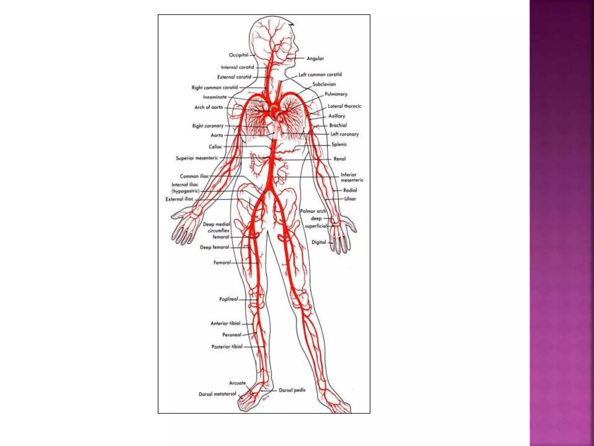 Human Cardiovascular system | PPTX