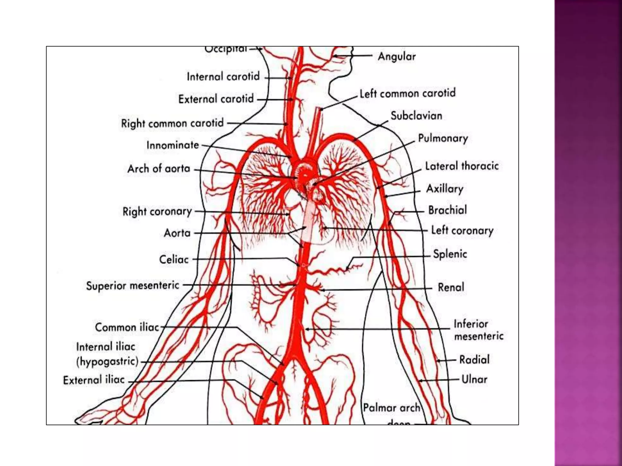 Human Cardiovascular system | PPTX