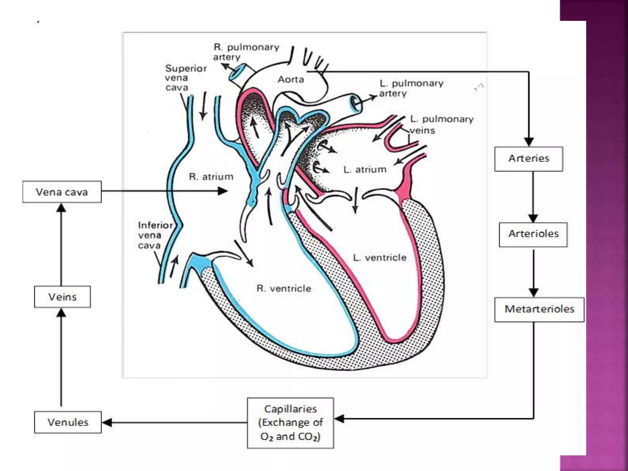 Human Cardiovascular system | PPTX