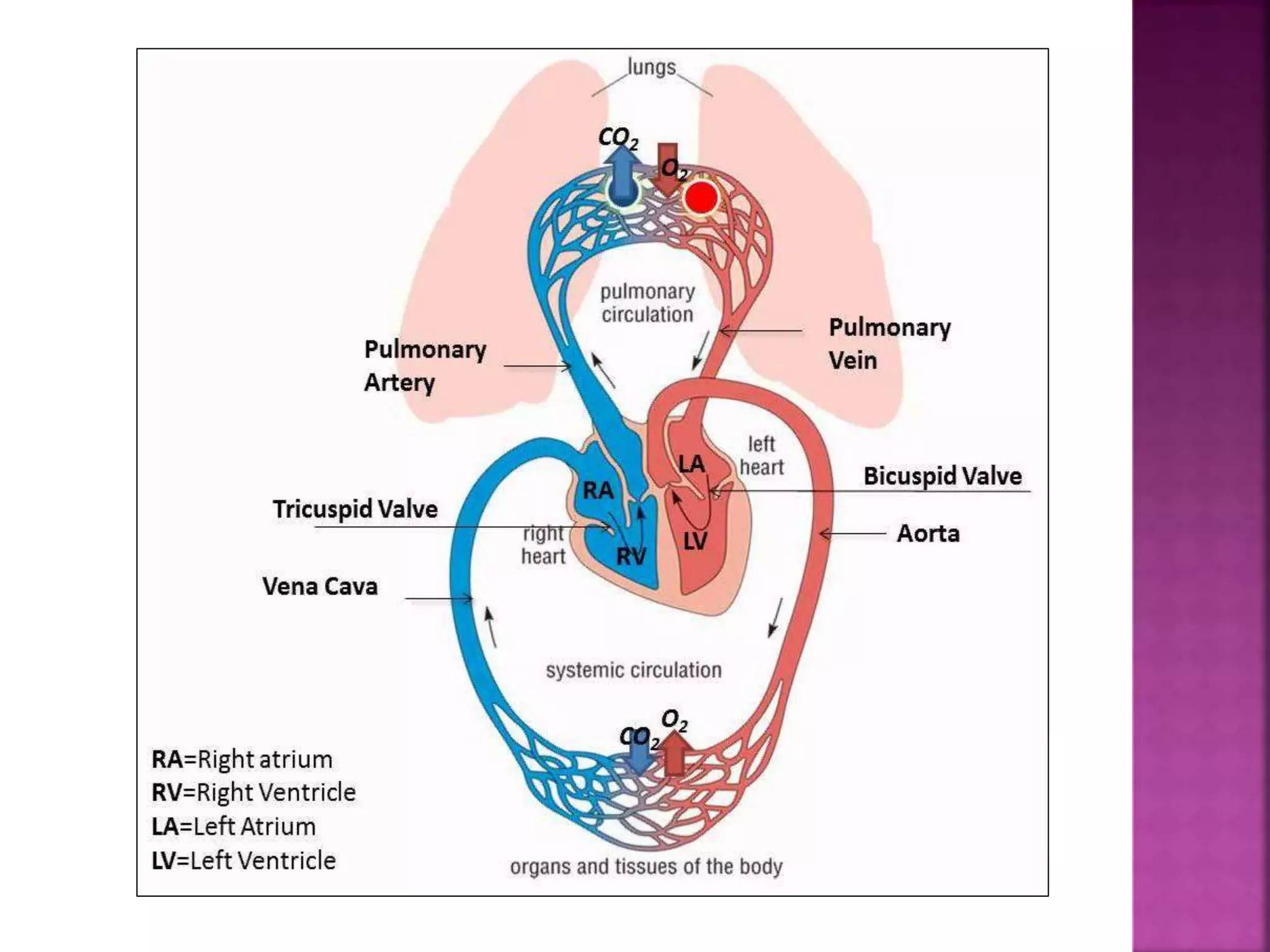 Human Cardiovascular system | PPTX