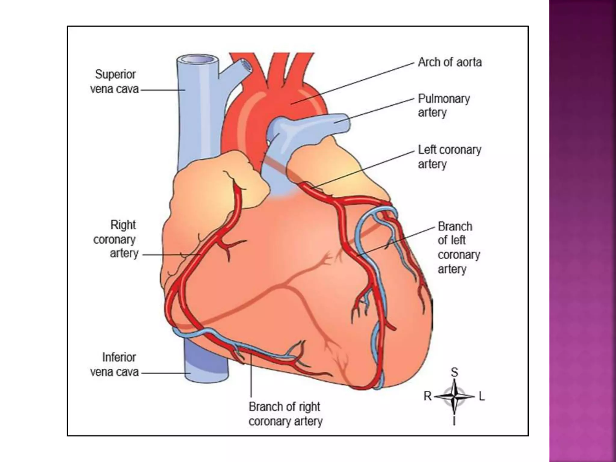 Human Cardiovascular system | PPTX