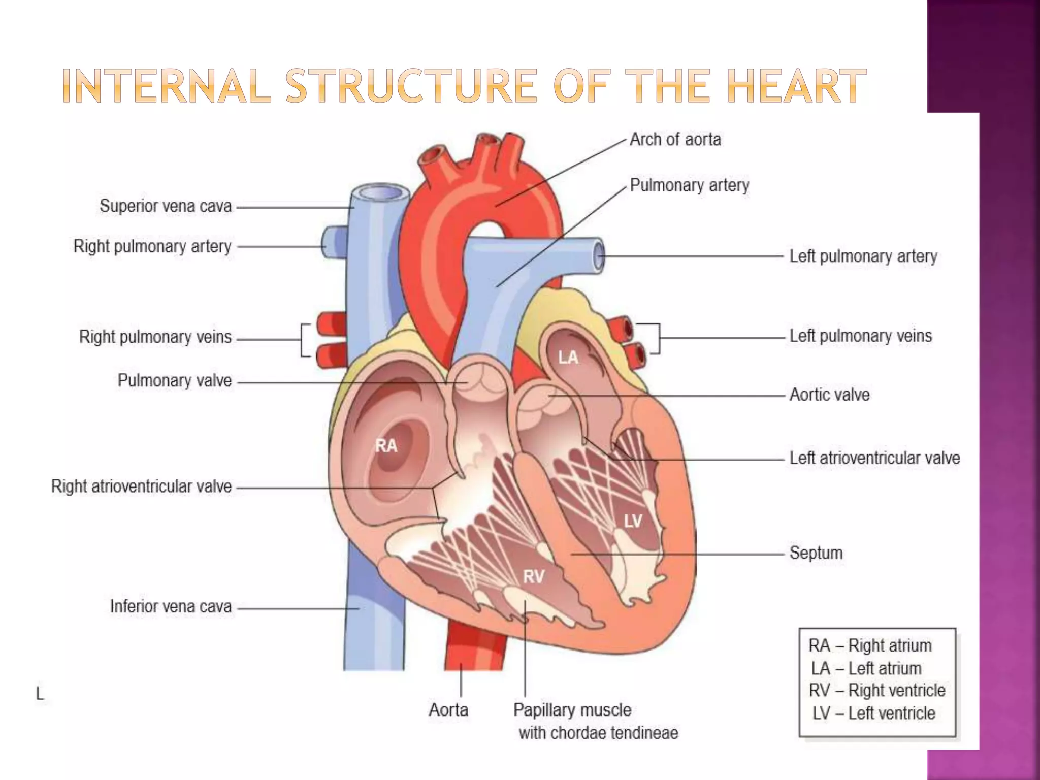 Human Cardiovascular system | PPTX
