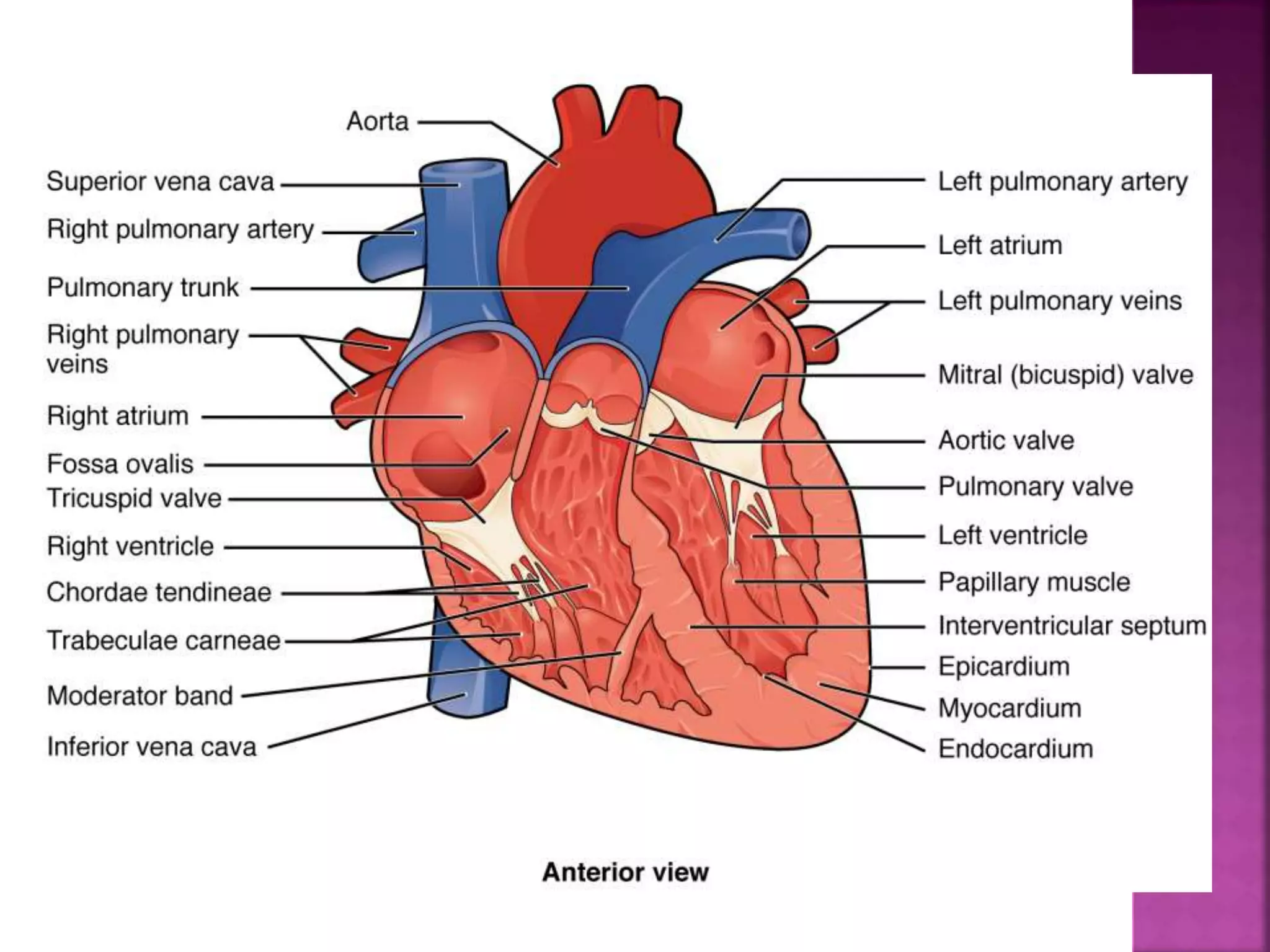 Human Cardiovascular system | PPTX
