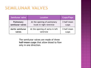Human Cardiovascular system | PPTX
