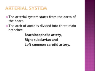 Human Cardiovascular system | PPTX