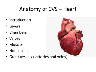 Cardiovascular system | PPTX
