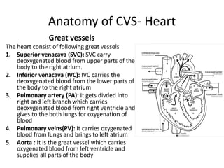 Cardiovascular system | PPTX