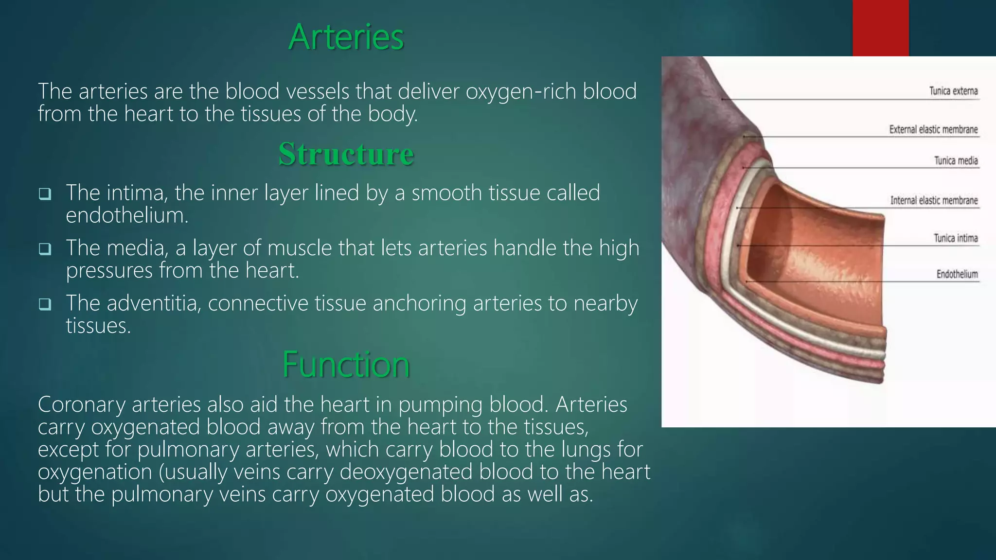 The Anatomy & Physiology of Cardiovascular system | PPTX