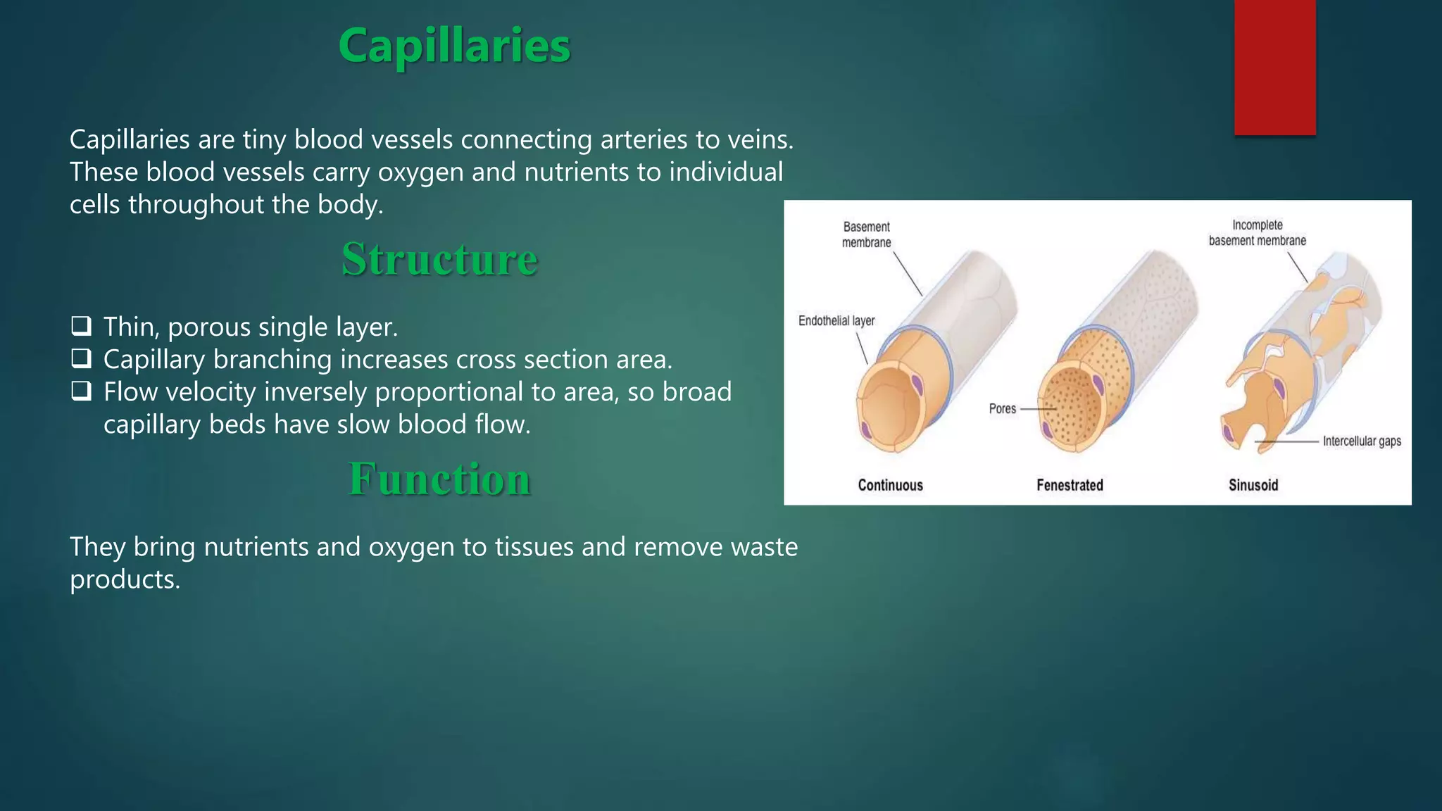 The Anatomy & Physiology of Cardiovascular system | PPTX