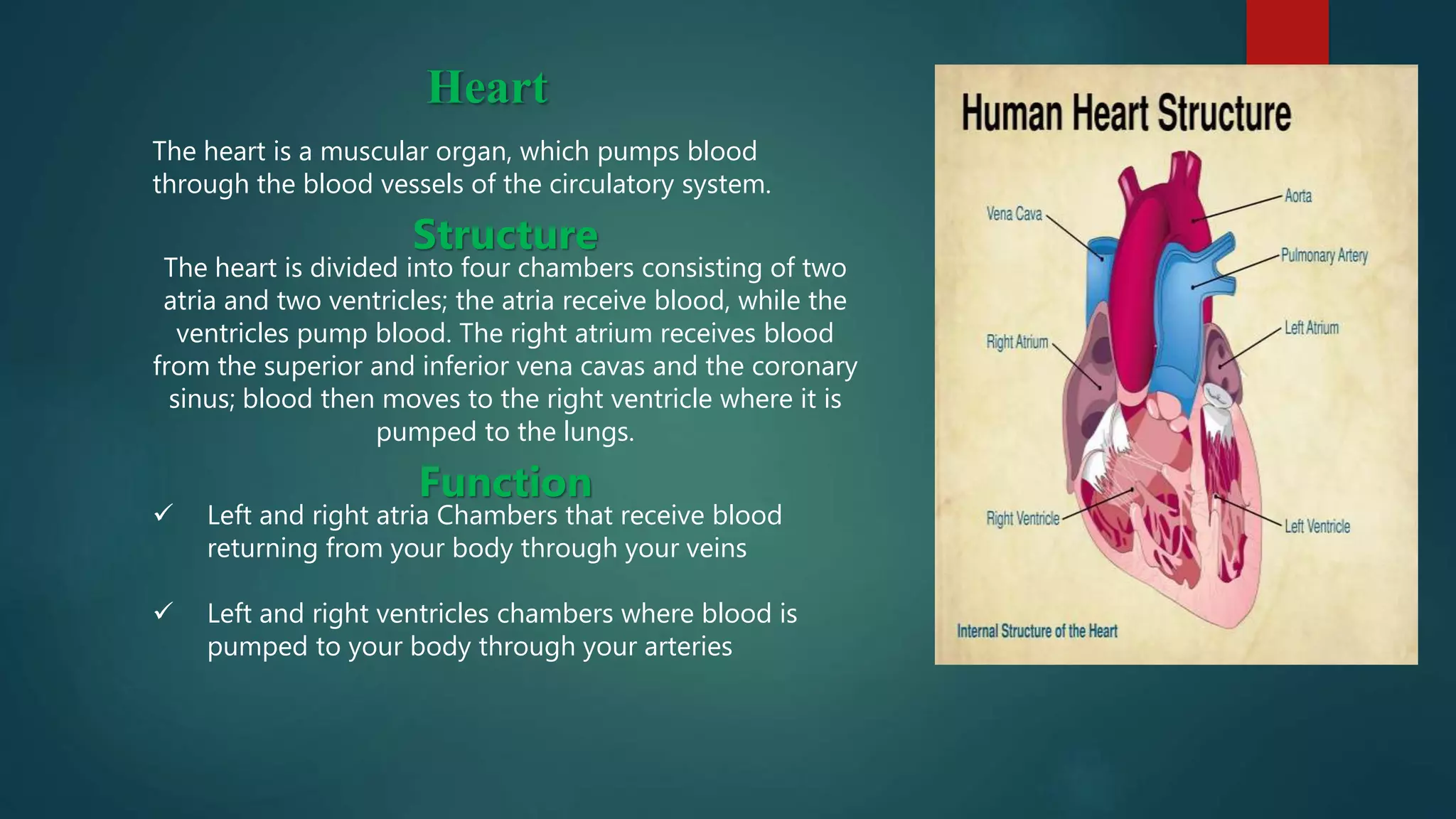 The Anatomy & Physiology of Cardiovascular system | PPTX
