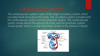 The Anatomy & Physiology of Cardiovascular system | PPTX