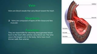 The Anatomy & Physiology of Cardiovascular system | PPTX