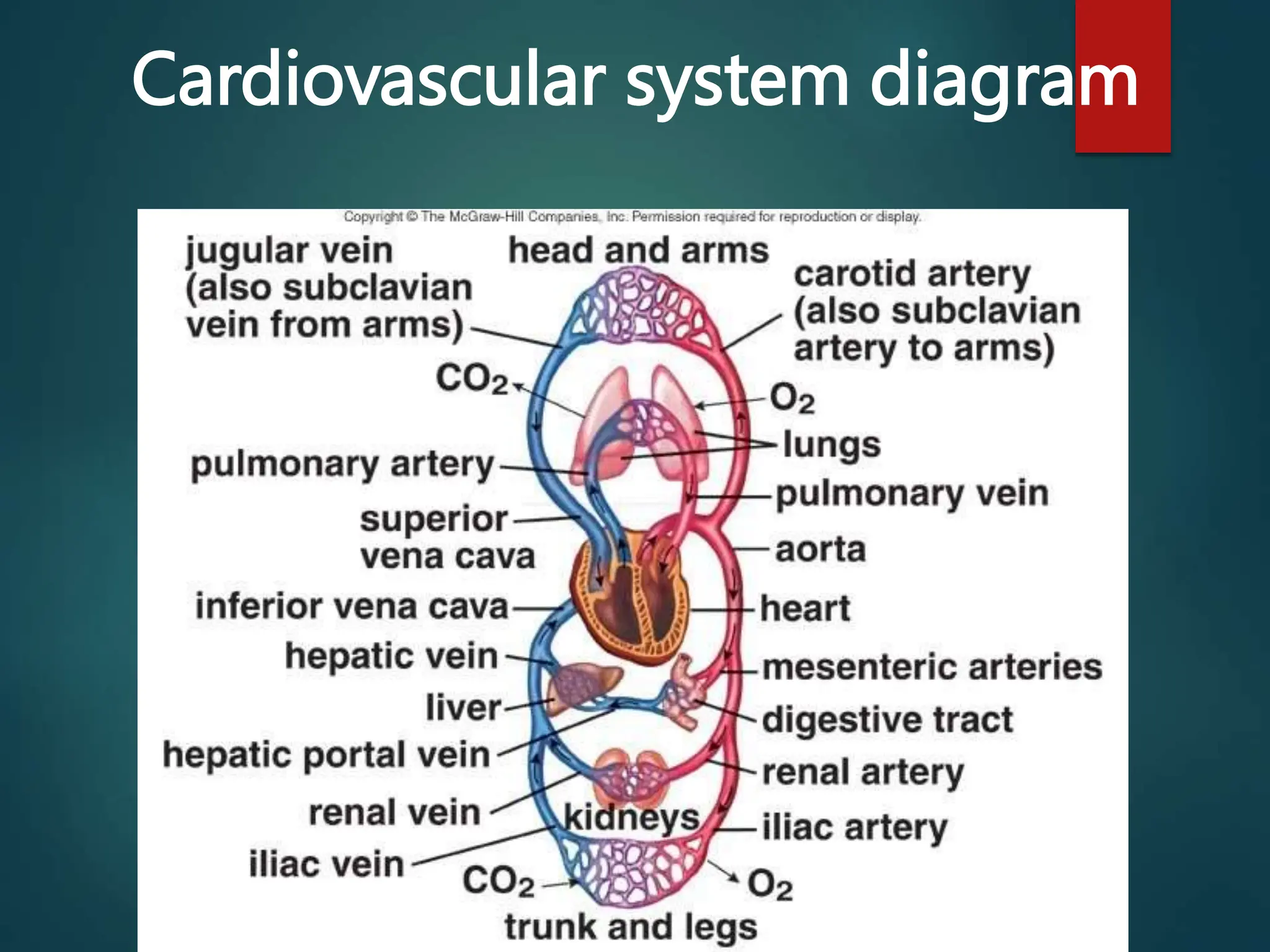 Cardiovascular system-2.pptx ....,...... | PPTX