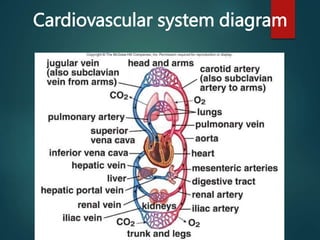 Cardiovascular system-2.pptx ....,...... | PPTX