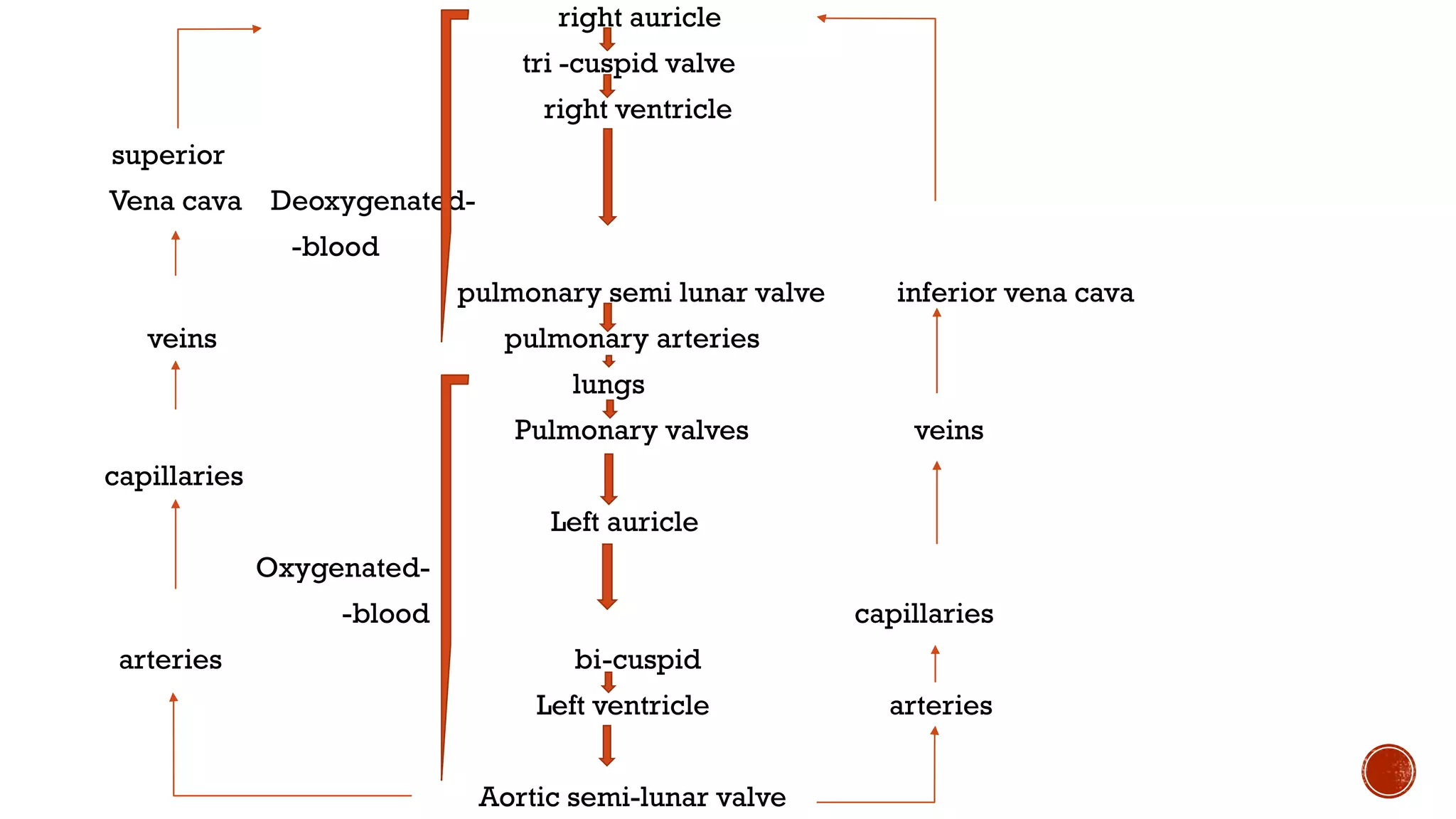 Cardiovascular system- Human Anatomy & Physiology 1st. | PDF