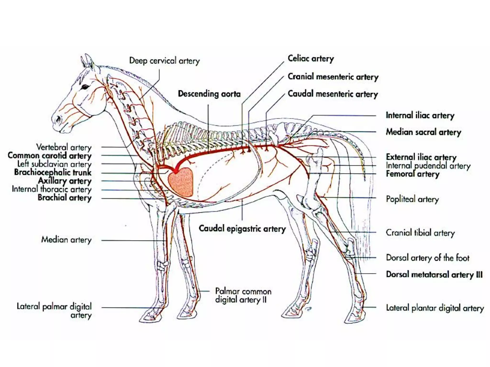 Veterinary Anatomy of Cardiovascular system and specie difference ...