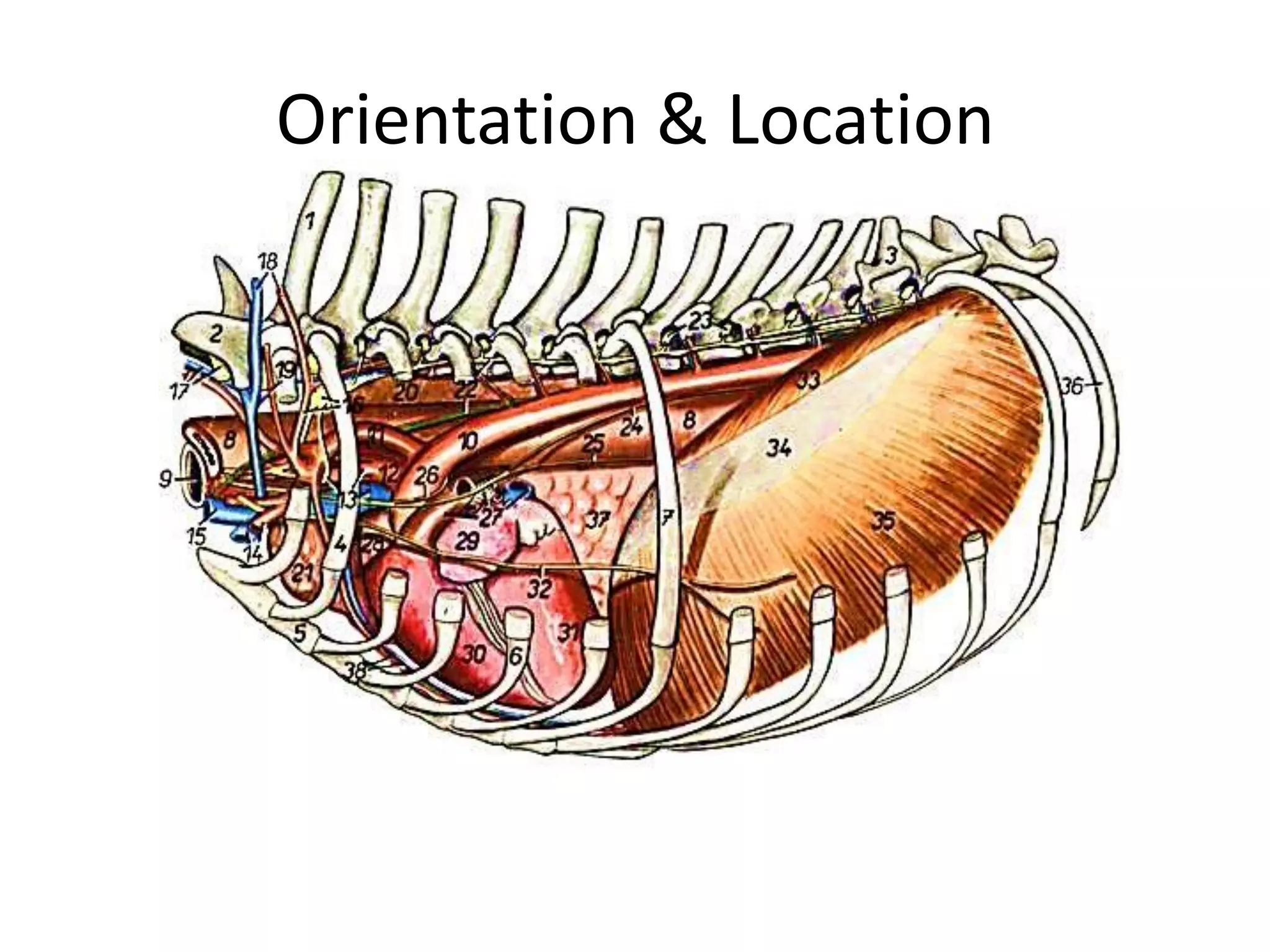 Veterinary Anatomy of Cardiovascular system and specie difference ...