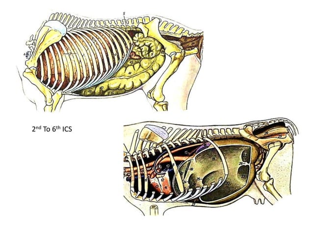 Veterinary Anatomy of Cardiovascular system and specie difference ...