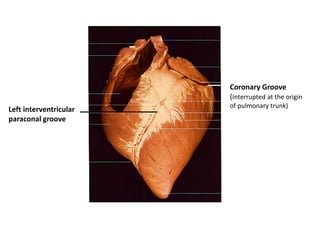 Veterinary Anatomy of Cardiovascular system and specie difference ...