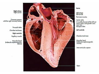 Veterinary Anatomy of Cardiovascular system and specie difference ...