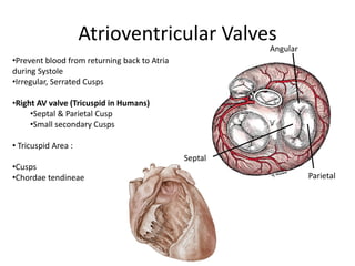 Veterinary Anatomy of Cardiovascular system and specie difference ...