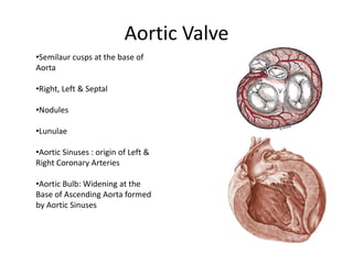 Veterinary Anatomy of Cardiovascular system and specie difference ...
