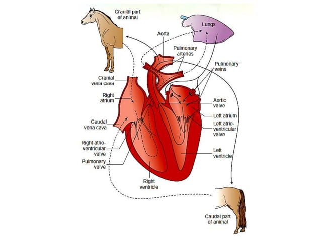 Veterinary Anatomy of Cardiovascular system and specie difference ...