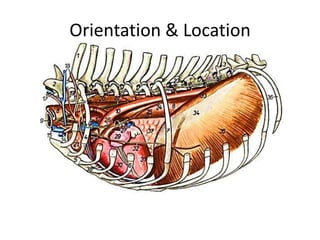 Veterinary Anatomy of Cardiovascular system and specie difference ...
