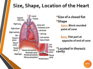 Cardiovascular system | PPT