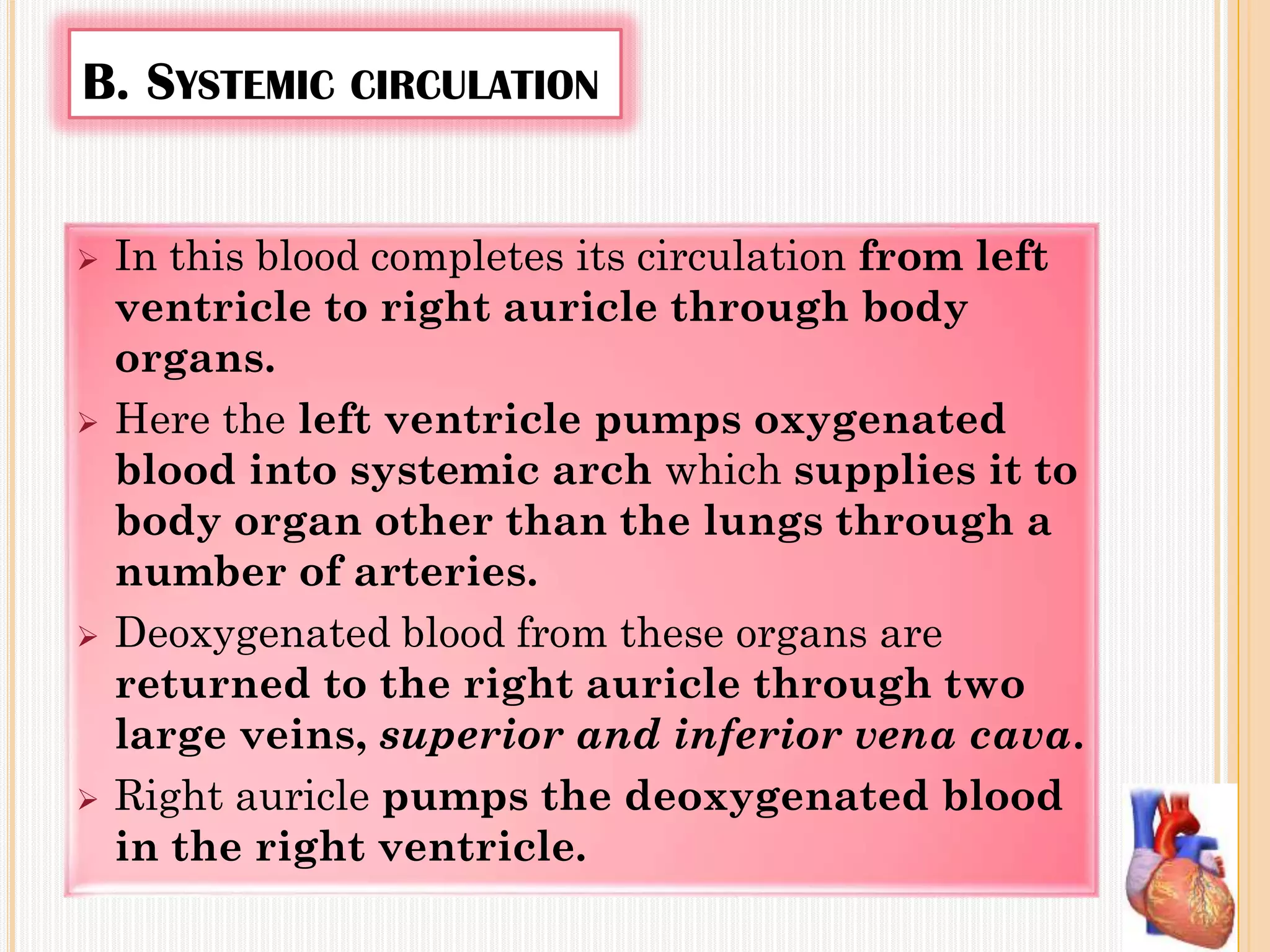 Cardiovascular System | PDF