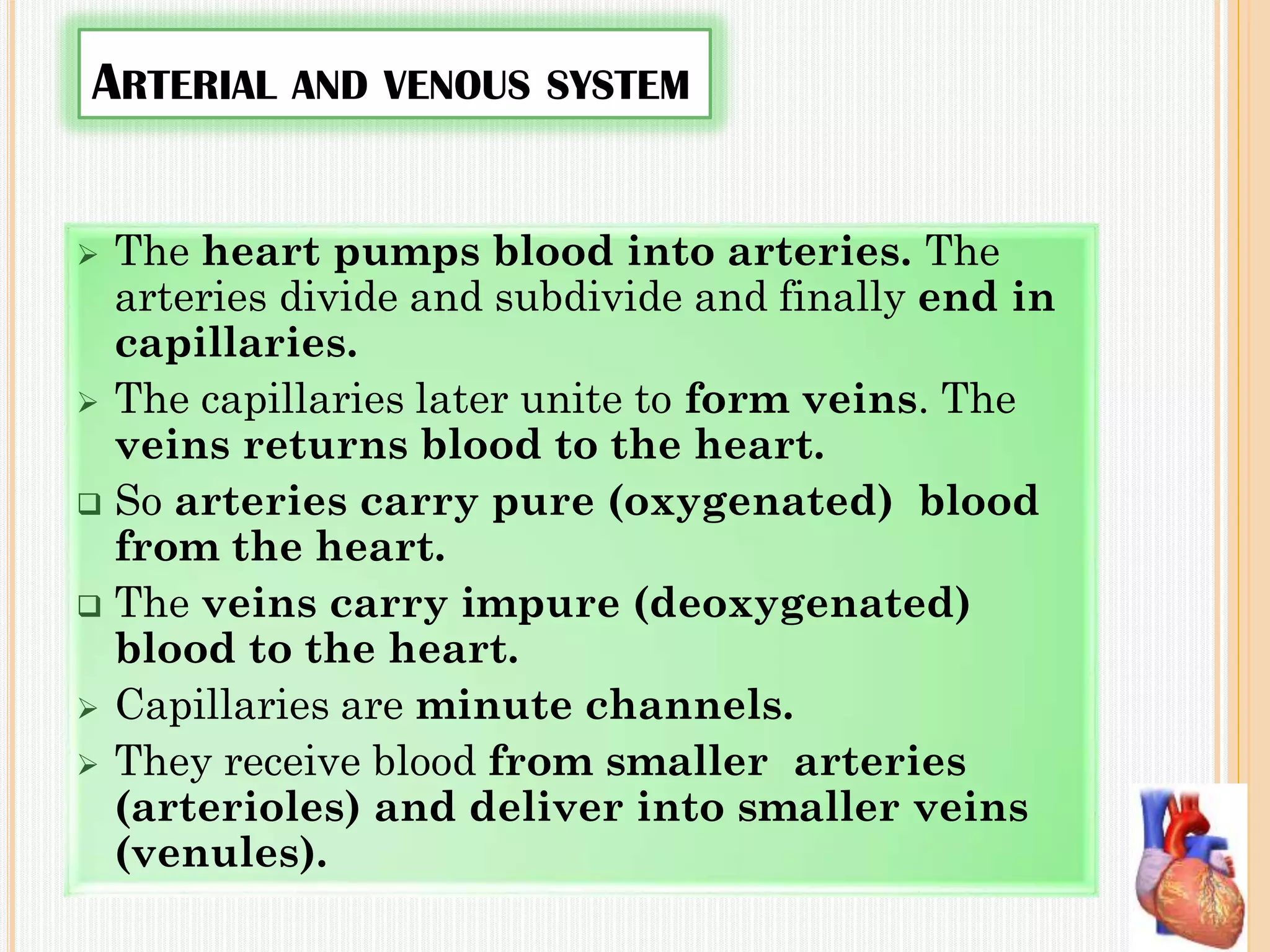 Cardiovascular System | PDF